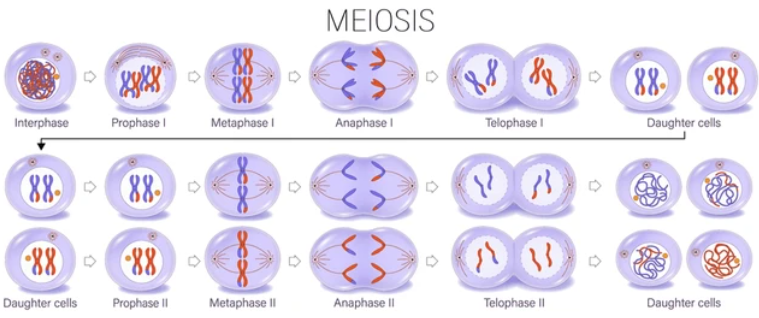Concept Map: Meiosis - Tech Trendy News